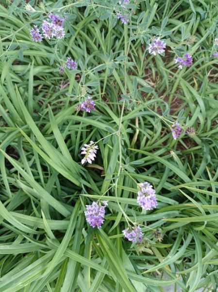 苜蓿草有几种图片_苜蓿草品种图片大全-第2张图片-山城妙识