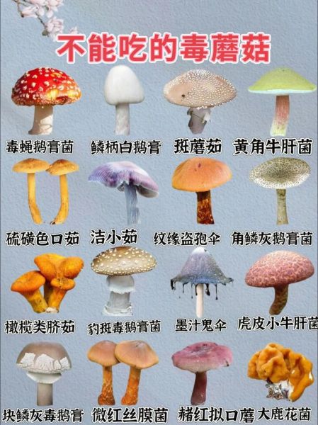 野生菌图片大全大图_如何辨别有毒与可食用-第2张图片-山城妙识 野生菌图片大全大图_如何辨别有毒与可食用-第2张图片-山城妙识