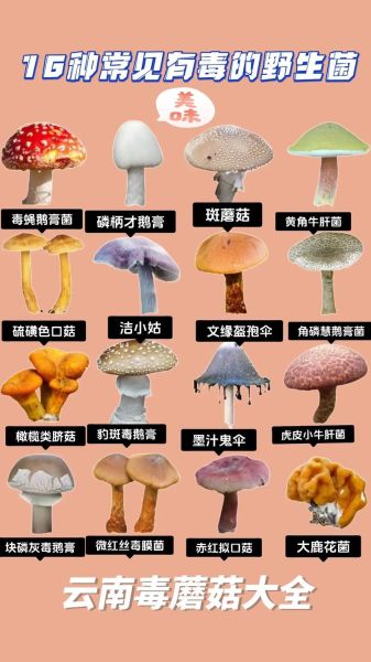 野生菌图片大全大图_如何辨别有毒与可食用-第3张图片-山城妙识 野生菌图片大全大图_如何辨别有毒与可食用-第3张图片-山城妙识