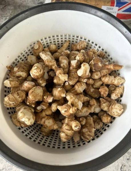 洋姜什么时候收获_洋姜收获最佳月份-第1张图片-山城妙识