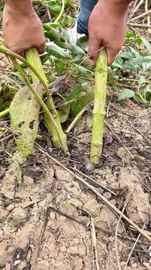 洋姜什么时候收获_洋姜收获最佳月份-第2张图片-山城妙识