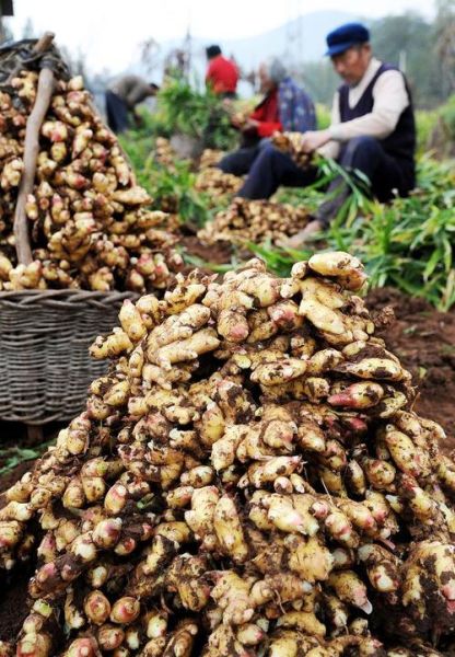 洋姜什么时候收获_洋姜收获最佳月份-第3张图片-山城妙识