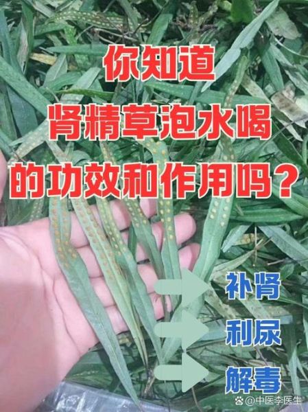 男人补肾喝什么泡水_男人补肾用什么泡水喝好-第1张图片-山城妙识