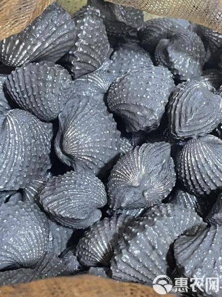 血螺的功效与作用_血螺怎么吃最补血-第2张图片-山城妙识