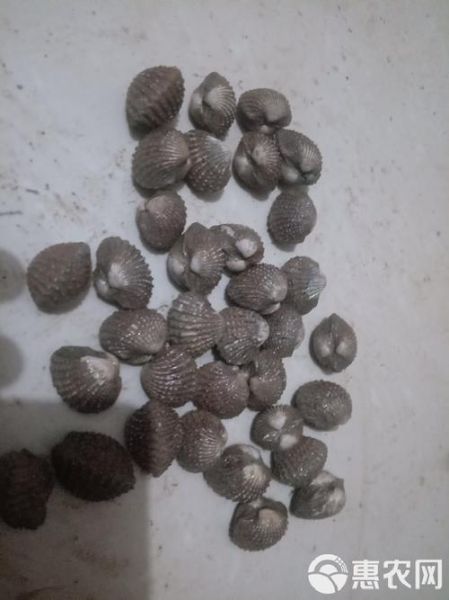 血螺的功效与作用_血螺怎么吃最补血-第3张图片-山城妙识