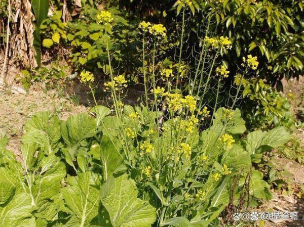 小芥菜长什么样子_如何辨别小芥菜与雪里蕻-第2张图片-山城妙识