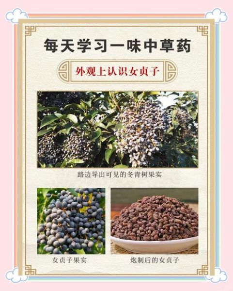 女贞子能直接泡水喝吗_女贞子泡水喝的正确方法-第3张图片-山城妙识