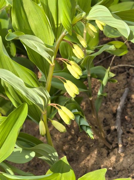 玉竹多少钱一斤_玉竹价格行情-第3张图片-山城妙识