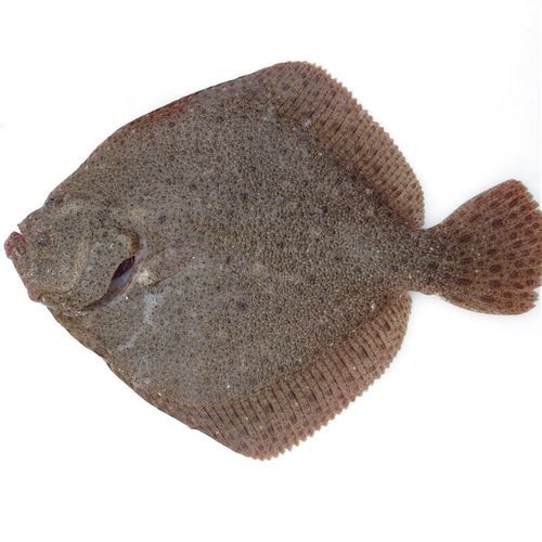 鸦片鱼多少钱一斤_鸦片鱼价格走势-第1张图片-山城妙识