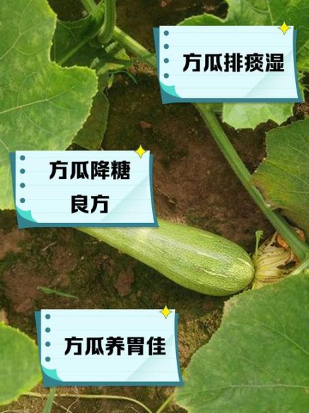方瓜的功效与作用_方瓜怎么吃最营养-第1张图片-山城妙识 方瓜的功效与作用_方瓜怎么吃最营养-第1张图片-山城妙识