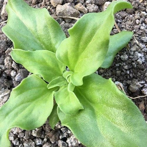 冰草多少钱一斤_冰草价格受哪些因素影响-第2张图片-山城妙识