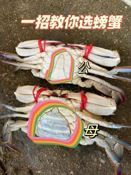 大闸蟹吃公还是母_什么时候吃最肥-第2张图片-山城妙识