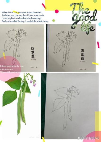 四季豆卡通图片怎么画_四季豆简笔画步骤-第1张图片-山城妙识