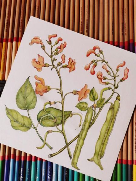 四季豆卡通图片怎么画_四季豆简笔画步骤-第3张图片-山城妙识