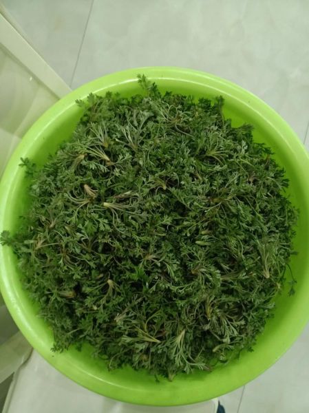 蒿子图片大全_蒿子长什么样-第3张图片-山城妙识