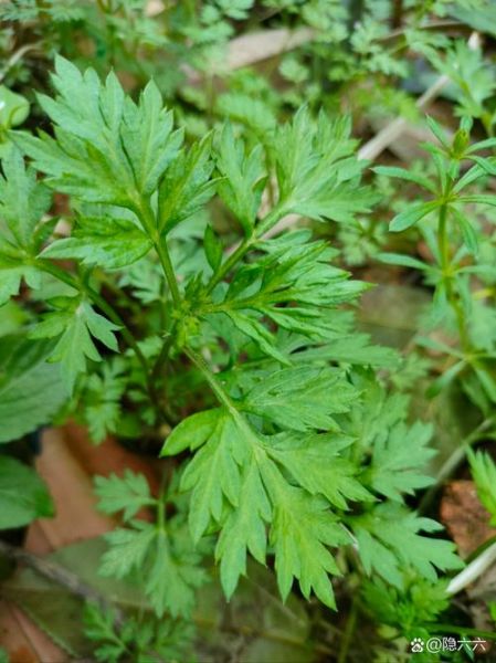 蒿子图片大全_蒿子长什么样-第1张图片-山城妙识