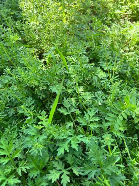 蒿子图片大全_蒿子长什么样-第2张图片-山城妙识