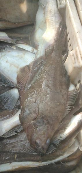 老板鱼学名是什么_老板鱼是鳐鱼吗-第3张图片-山城妙识