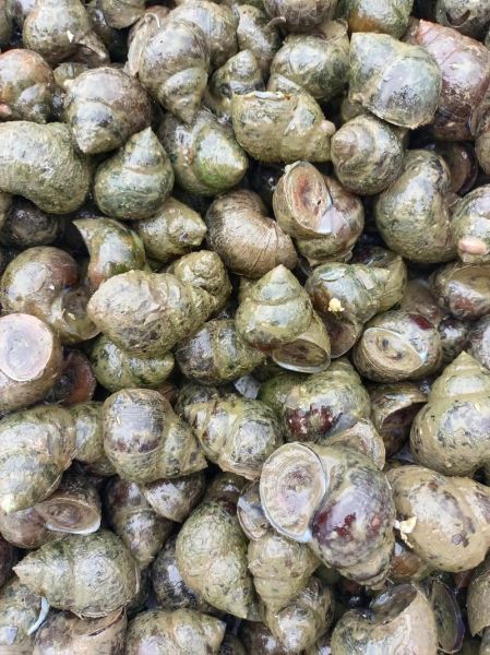 田螺养殖技术视频_田螺怎么养殖-第2张图片-山城妙识