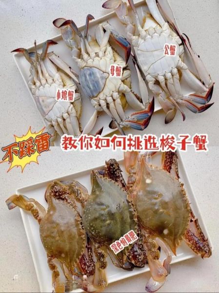 三点蟹和梭子蟹的区别_怎么挑选-第2张图片-山城妙识