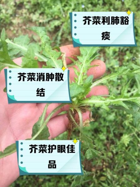 芥菜的功效与作用_芥菜怎么吃最健康-第3张图片-山城妙识 芥菜的功效与作用_芥菜怎么吃最健康-第3张图片-山城妙识