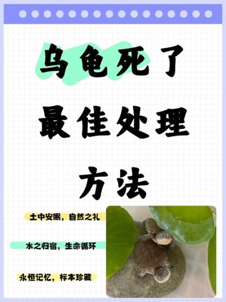 乌龟养双必死是真的吗_如何避免乌龟互斗-第1张图片-山城妙识 乌龟养双必死是真的吗_如何避免乌龟互斗-第1张图片-山城妙识