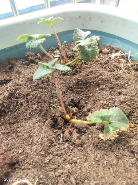 草莓怎么种_家庭阳台种植草莓步骤-第3张图片-山城妙识 草莓怎么种_家庭阳台种植草莓步骤-第3张图片-山城妙识