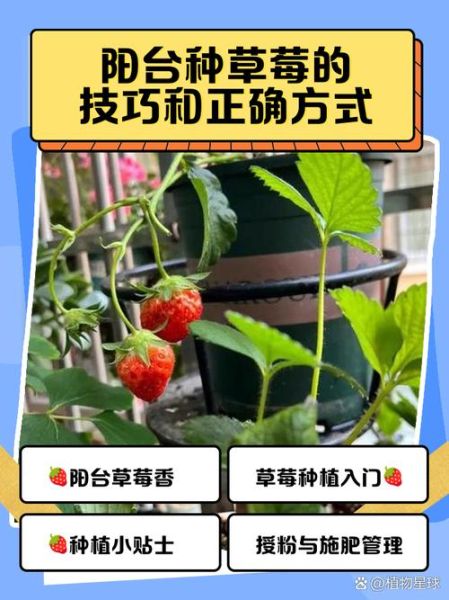 草莓怎么种_家庭阳台种植草莓步骤-第2张图片-山城妙识 草莓怎么种_家庭阳台种植草莓步骤-第2张图片-山城妙识