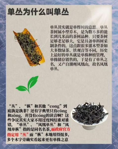 单枞茶属于什么茶_单枞茶是绿茶还是乌龙茶-第2张图片-山城妙识