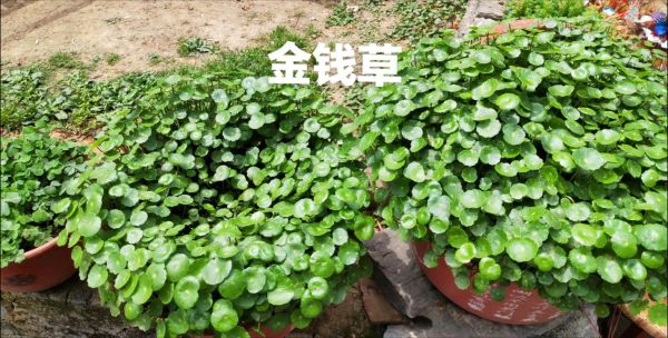 打结石的三种草药_真的有效吗-第2张图片-山城妙识