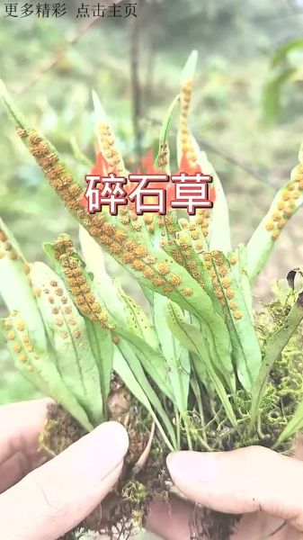 打结石的三种草药_真的有效吗-第3张图片-山城妙识