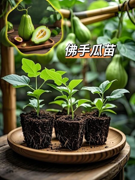 佛手瓜种种子还是种瓜_哪个出苗快-第2张图片-山城妙识