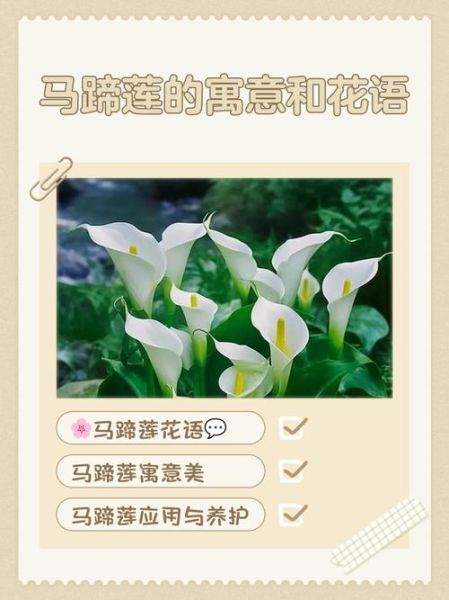 马蹄莲花语是什么_马蹄莲寓意及象征-第2张图片-山城妙识