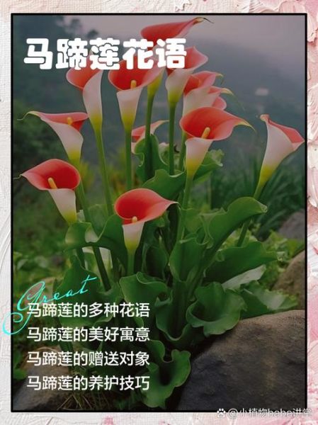 马蹄莲花语是什么_马蹄莲寓意及象征-第3张图片-山城妙识