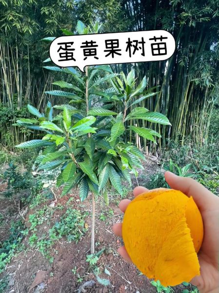 鸡蛋果树几年结果_鸡蛋果树怎么种植-第1张图片-山城妙识