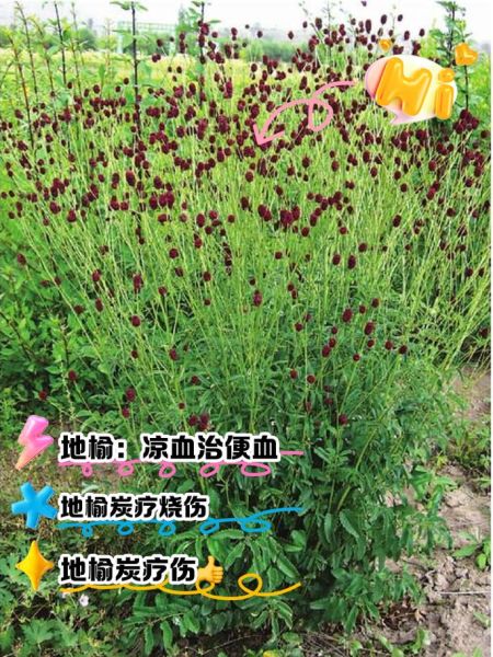 地榆的功效与作用_地榆的禁忌有哪些-第3张图片-山城妙识 地榆的功效与作用_地榆的禁忌有哪些-第3张图片-山城妙识