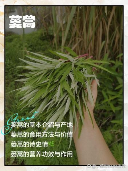 芦蒿叶子泡茶的功效与作用_芦蒿叶茶能天天喝吗-第3张图片-山城妙识
