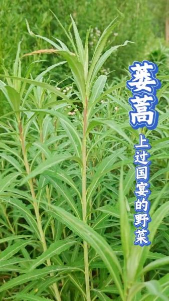 芦蒿叶子泡茶的功效与作用_芦蒿叶茶能天天喝吗-第1张图片-山城妙识