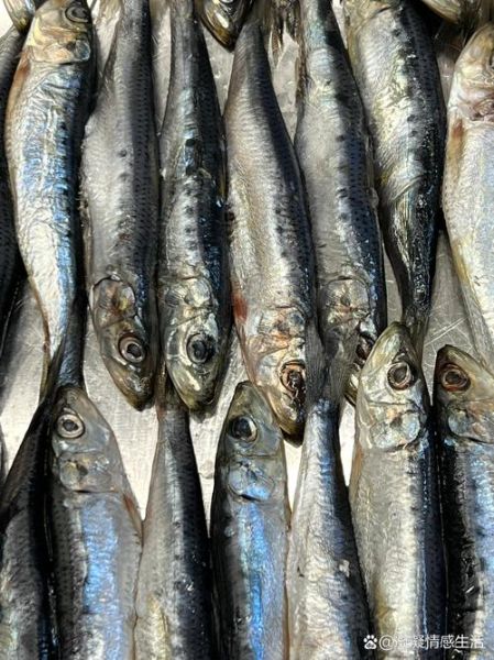 假沙丁鱼是什么鱼_假沙丁鱼能吃吗-第2张图片-山城妙识 假沙丁鱼是什么鱼_假沙丁鱼能吃吗-第2张图片-山城妙识