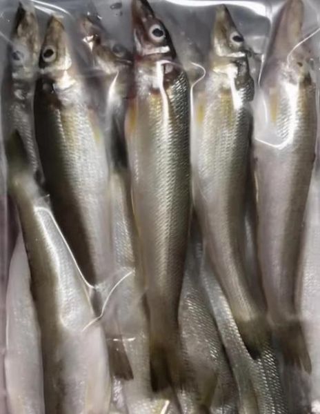 假沙丁鱼是什么鱼_假沙丁鱼能吃吗-第3张图片-山城妙识 假沙丁鱼是什么鱼_假沙丁鱼能吃吗-第3张图片-山城妙识