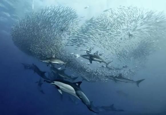 假沙丁鱼是什么鱼_假沙丁鱼能吃吗-第1张图片-山城妙识 假沙丁鱼是什么鱼_假沙丁鱼能吃吗-第1张图片-山城妙识