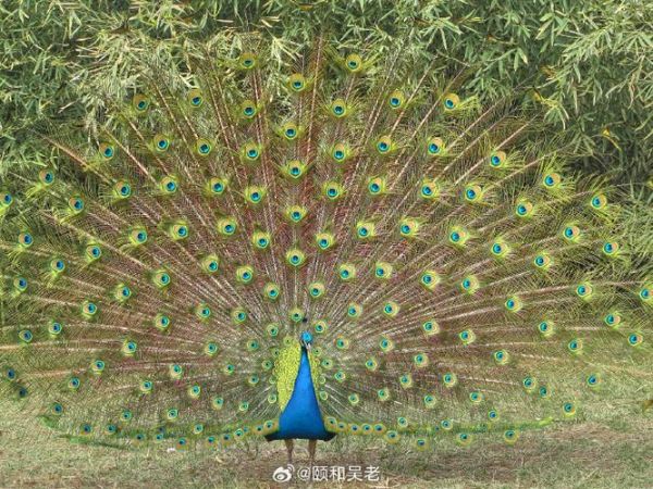 孔雀开屏英语怎么说_孔雀开屏英语翻译-第2张图片-山城妙识 孔雀开屏英语怎么说_孔雀开屏英语翻译-第2张图片-山城妙识