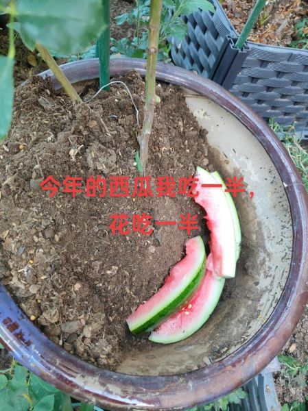 西瓜皮是谁_西瓜皮真实身份揭秘-第1张图片-山城妙识