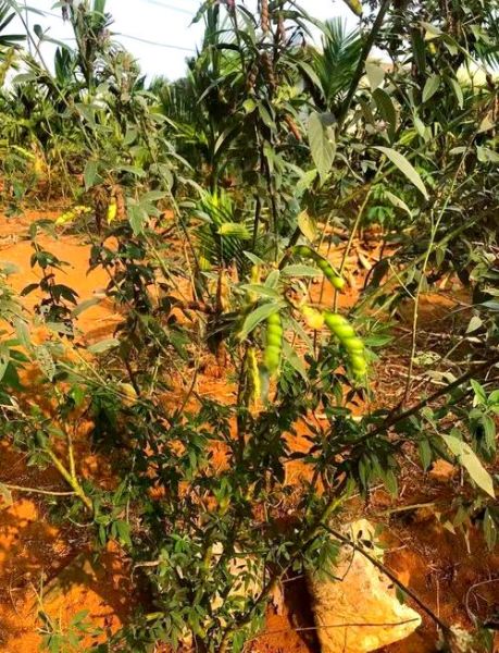 木豆图片_木豆长什么样-第1张图片-山城妙识