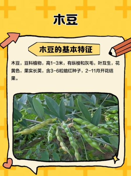 木豆图片_木豆长什么样-第2张图片-山城妙识