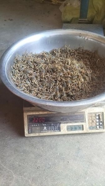 养2000只蝎子成本_养蝎子一年能赚多少钱-第2张图片-山城妙识 养2000只蝎子成本_养蝎子一年能赚多少钱-第2张图片-山城妙识