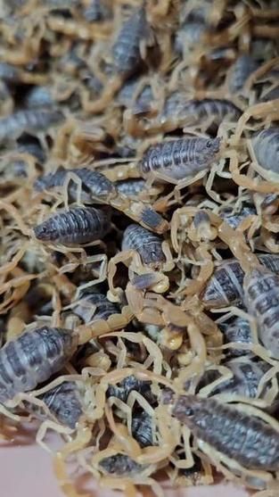 养2000只蝎子成本_养蝎子一年能赚多少钱-第1张图片-山城妙识 养2000只蝎子成本_养蝎子一年能赚多少钱-第1张图片-山城妙识