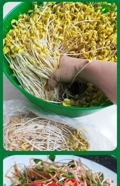 塑料桶生黄豆芽的方法_塑料桶生黄豆芽多久能吃-第1张图片-山城妙识
