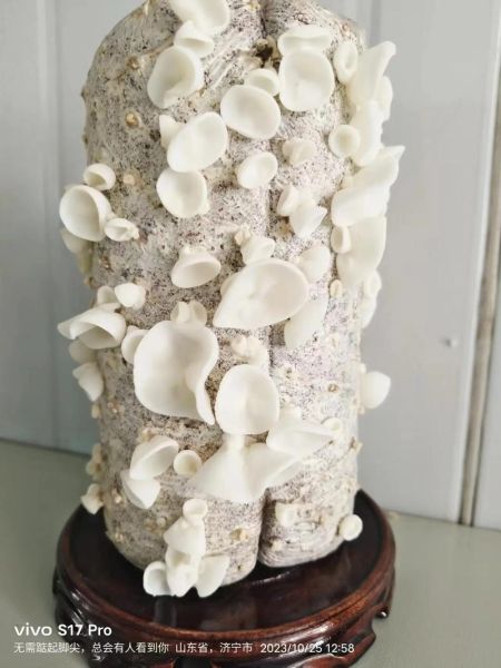 白玉木耳怎么泡发好吃_白玉木耳的做法大全-第1张图片-山城妙识