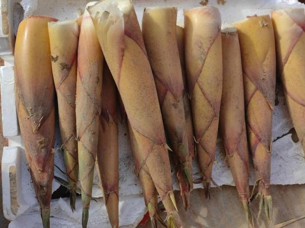 甜竹笋怎么保存_甜竹笋图片大全-第1张图片-山城妙识 甜竹笋怎么保存_甜竹笋图片大全-第1张图片-山城妙识